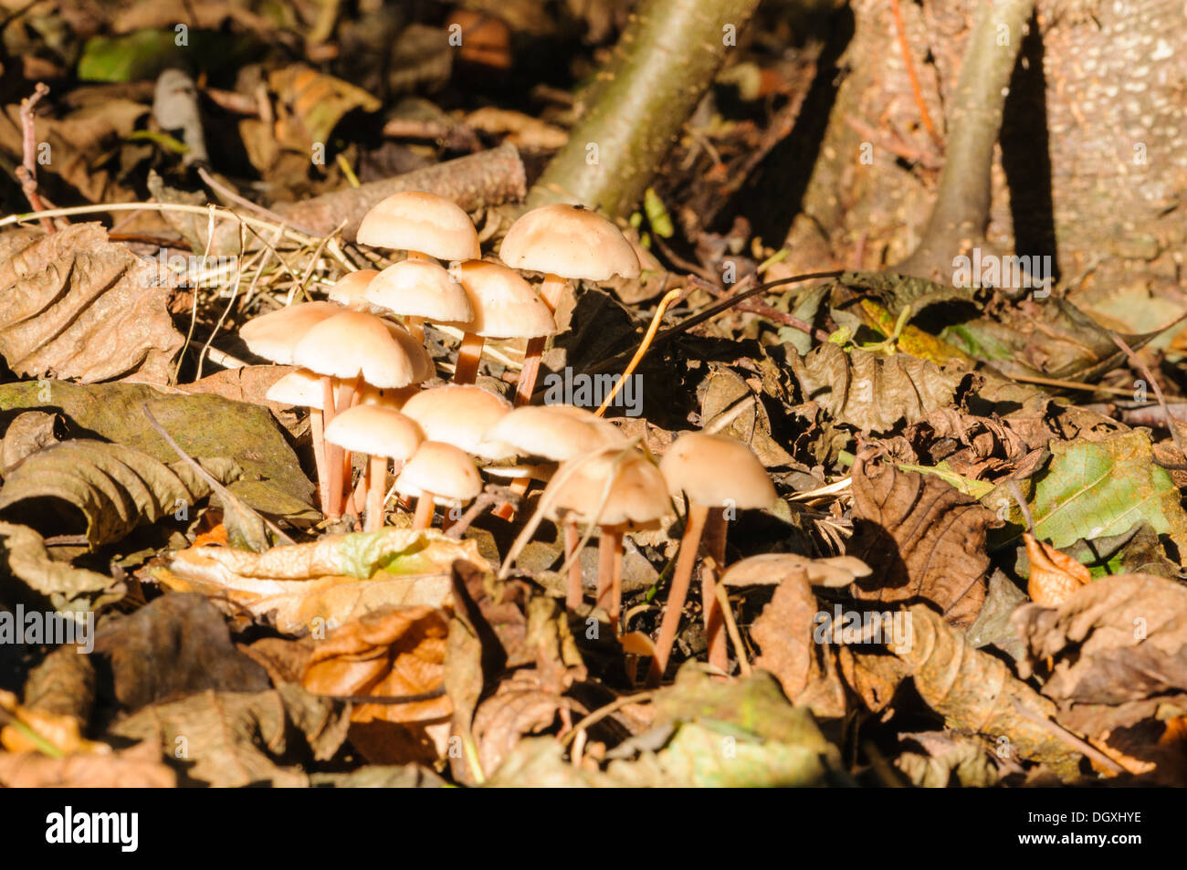 Fungal mycelium on leaf hi-res stock photography and images - Alamy