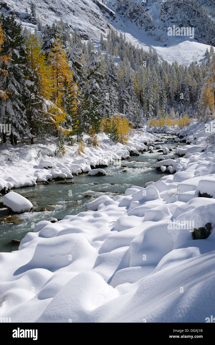 Larch colors hi-res stock photography and images - Alamy