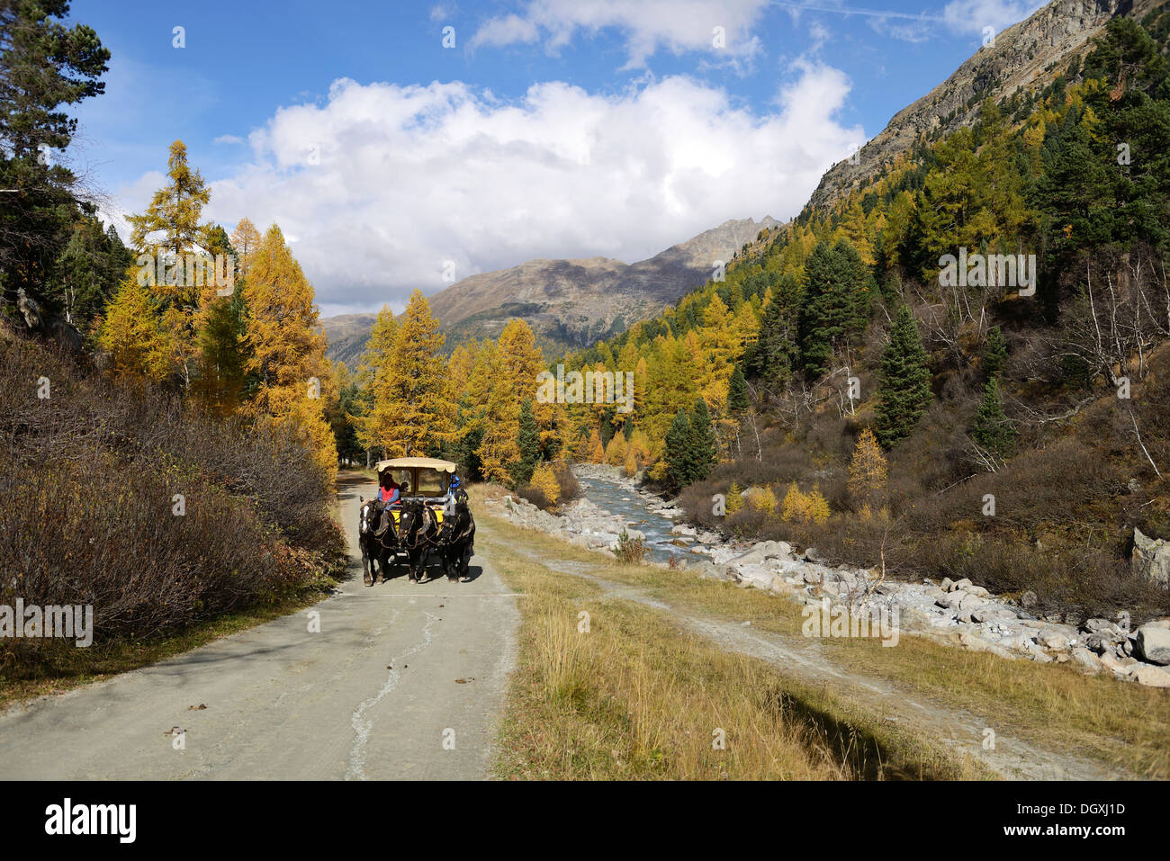 Horse-drawn carriage, Roseg valley, landscape in autumn, Pontresina ...