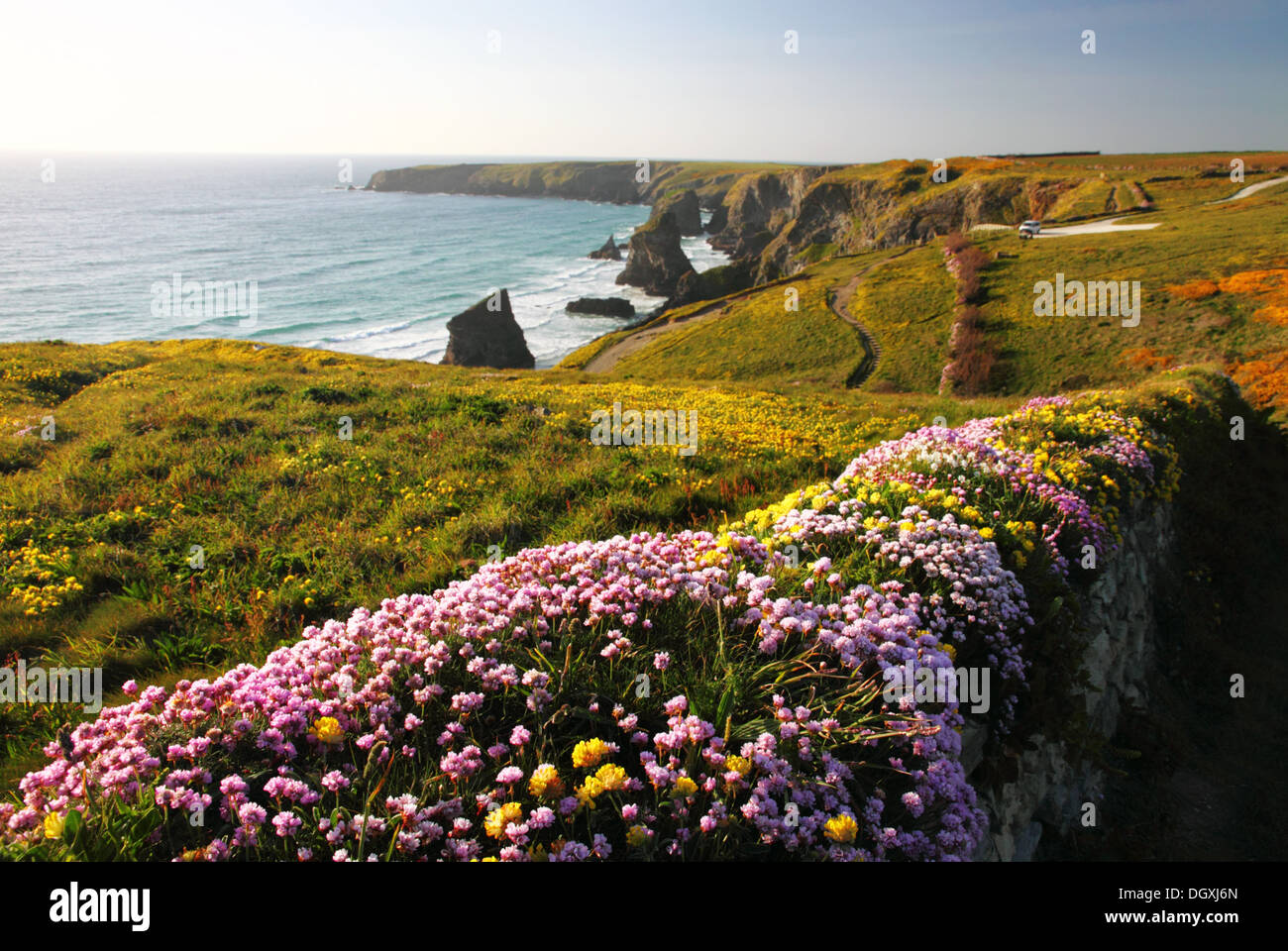 Pink thrift and yellow vetch flowers on the Cornish coast in Spring ...
