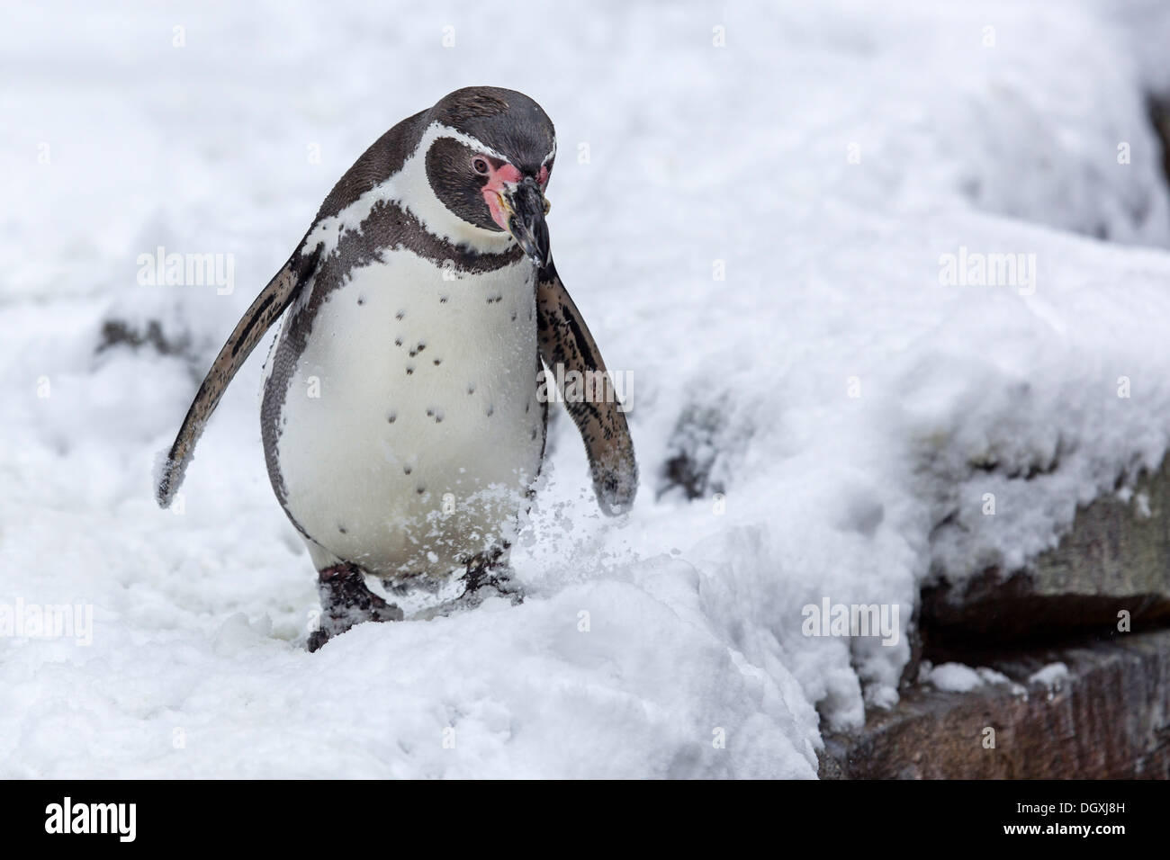 Freeze action penguins hi-res stock photography and images - Alamy