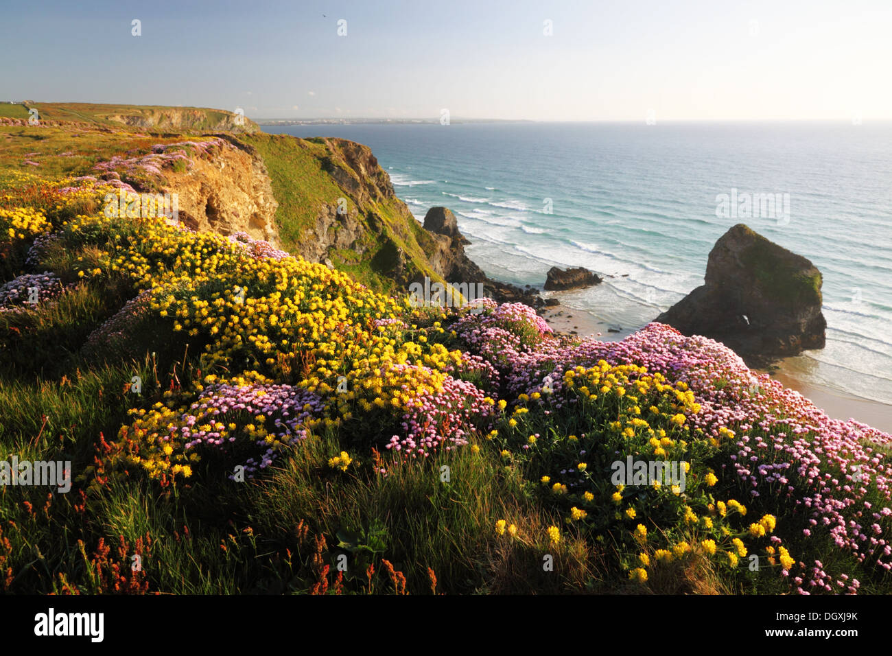 Pink thrift and yellow vetch flowers on the Cornish coast in Spring ...