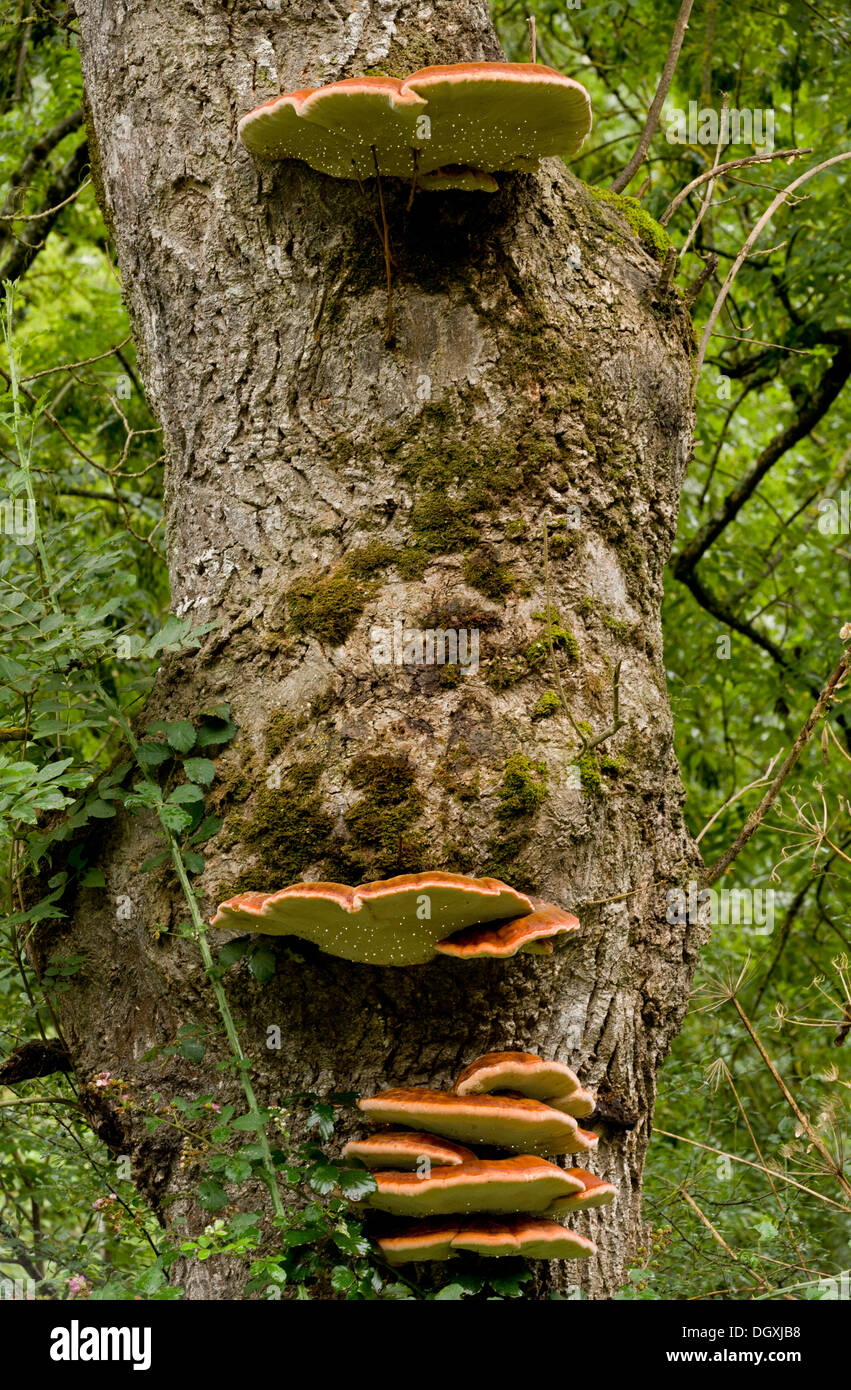 Ganoderma australe hi-res stock photography and images - Alamy