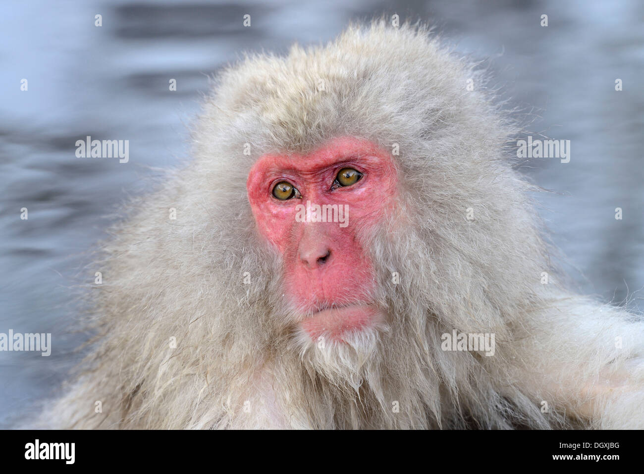 Japanese Macaque or Snow Monkey (Macaca fuscata), portrait, Affenpark ...
