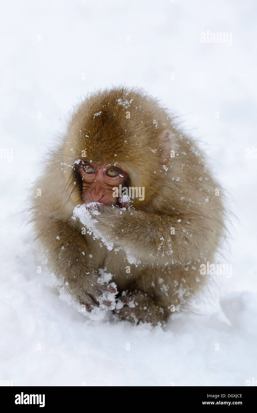 Macaque copy hi-res stock photography and images - Alamy