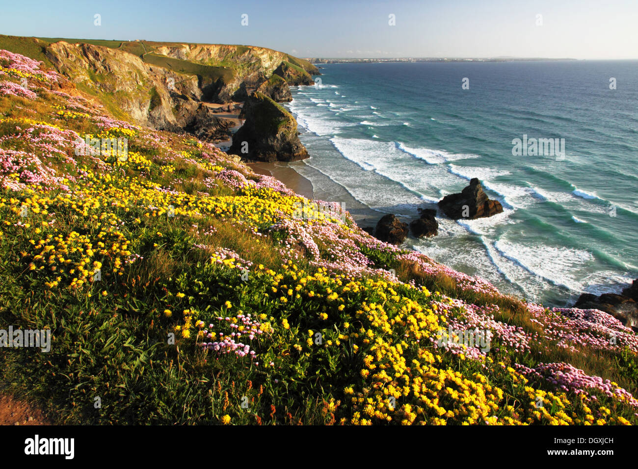 Pink thrift and yellow vetch flowers on the Cornish coast in Spring ...