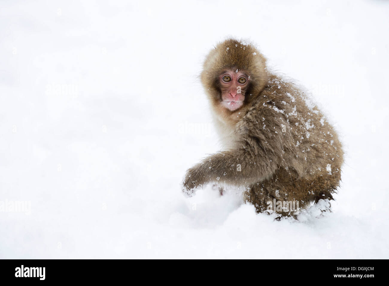 Young Japanese Macaque or Snow Monkey (Macaca fuscata), standing in the ...