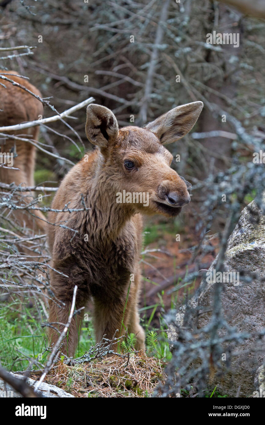 Young Eurasian moose, Sweden, Europe / Alces alces Stock Photo - Alamy
