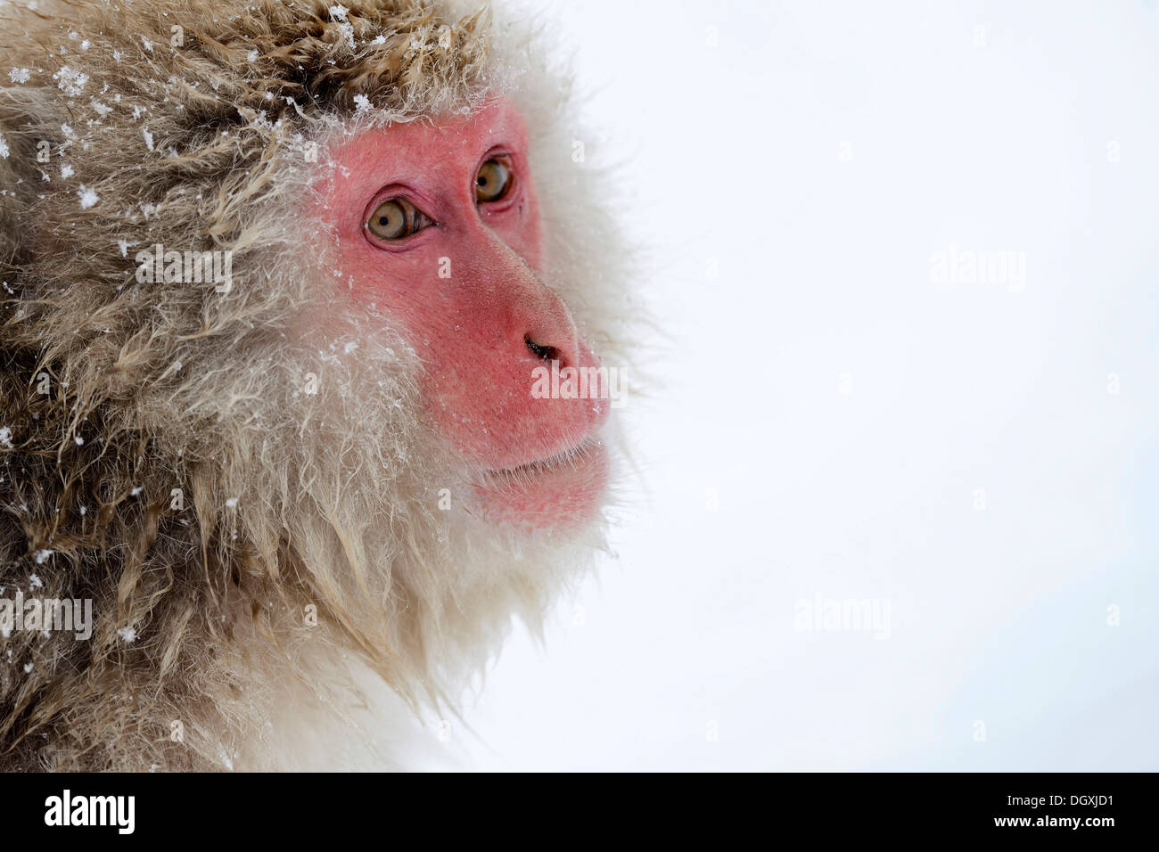 Japanese Macaque or Snow Monkey (Macaca fuscata), portrait, Affenpark ...
