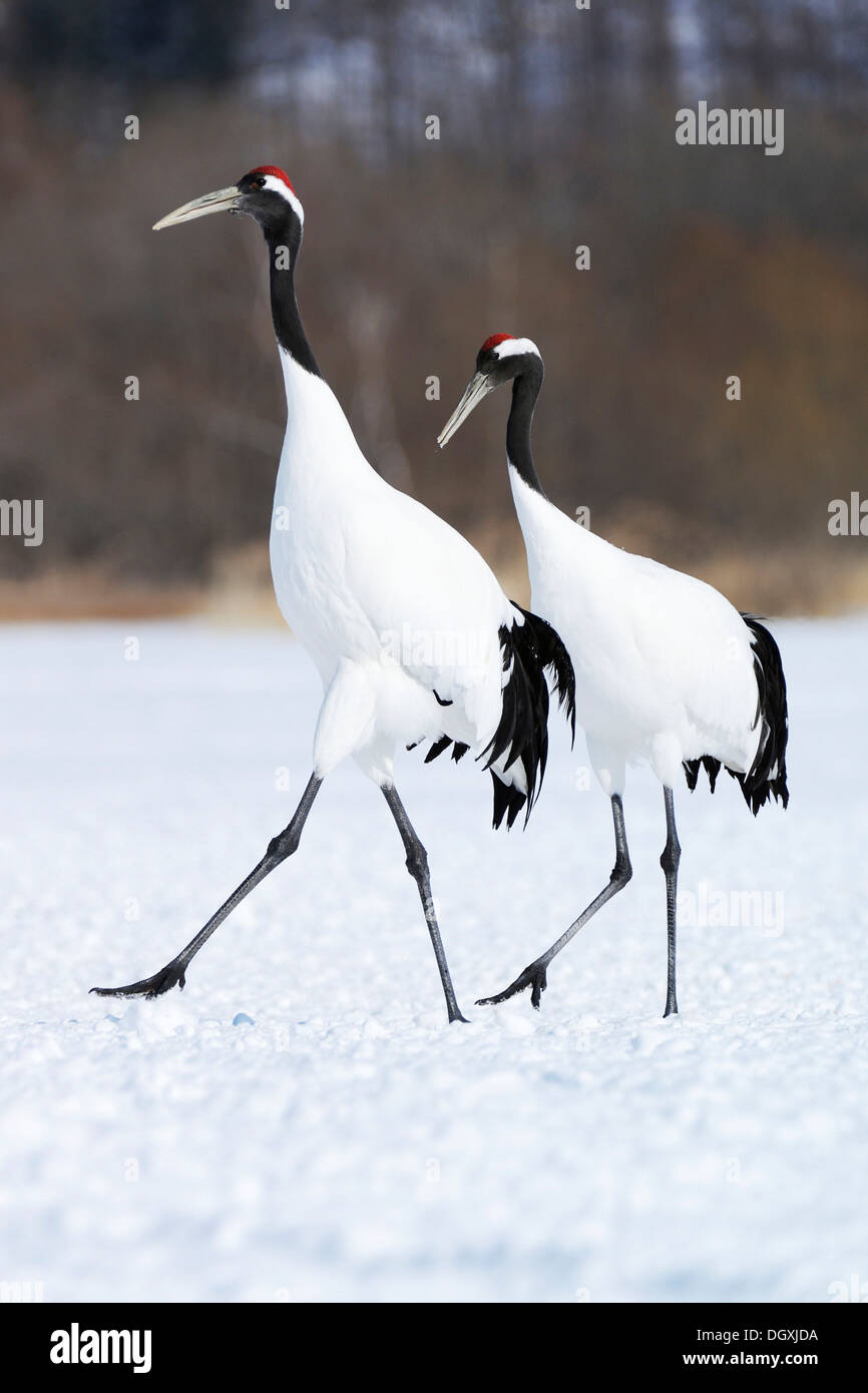 Crowned Crane High Resolution Stock Photography and Images - Alamy