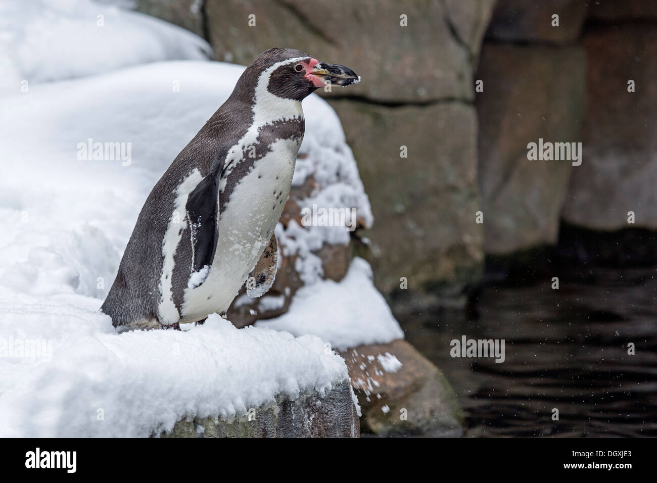 World penguin hi-res stock photography and images - Alamy