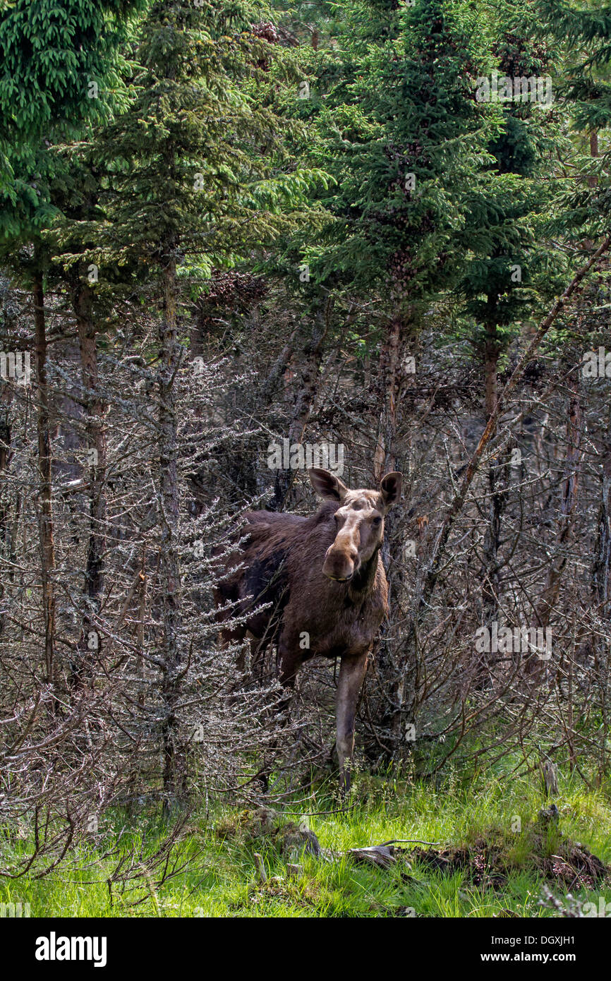 Moose front hi-res stock photography and images - Alamy
