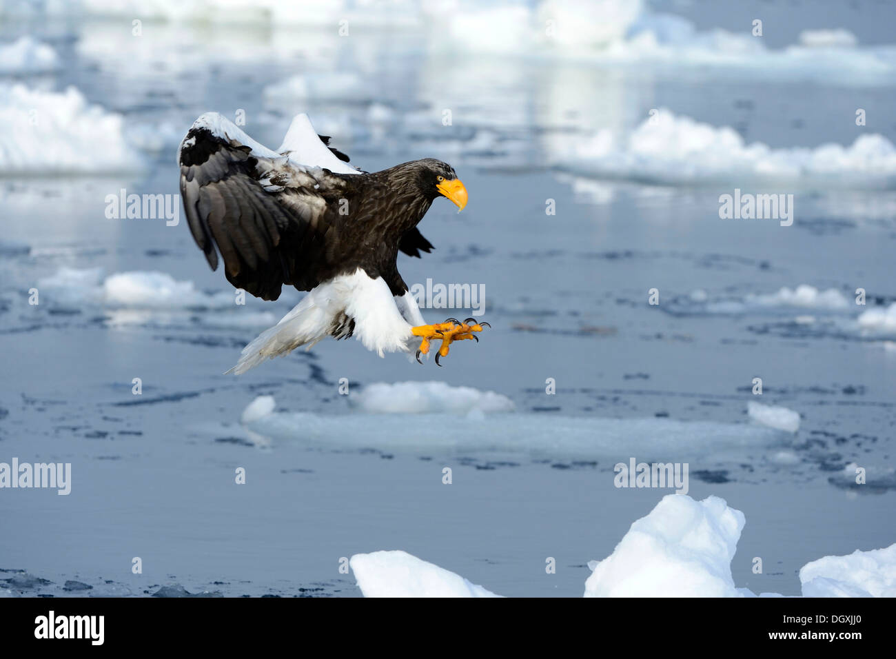 Steller's Sea Eagle (Haliaeetus pelagicus) in flight above floating ice ...