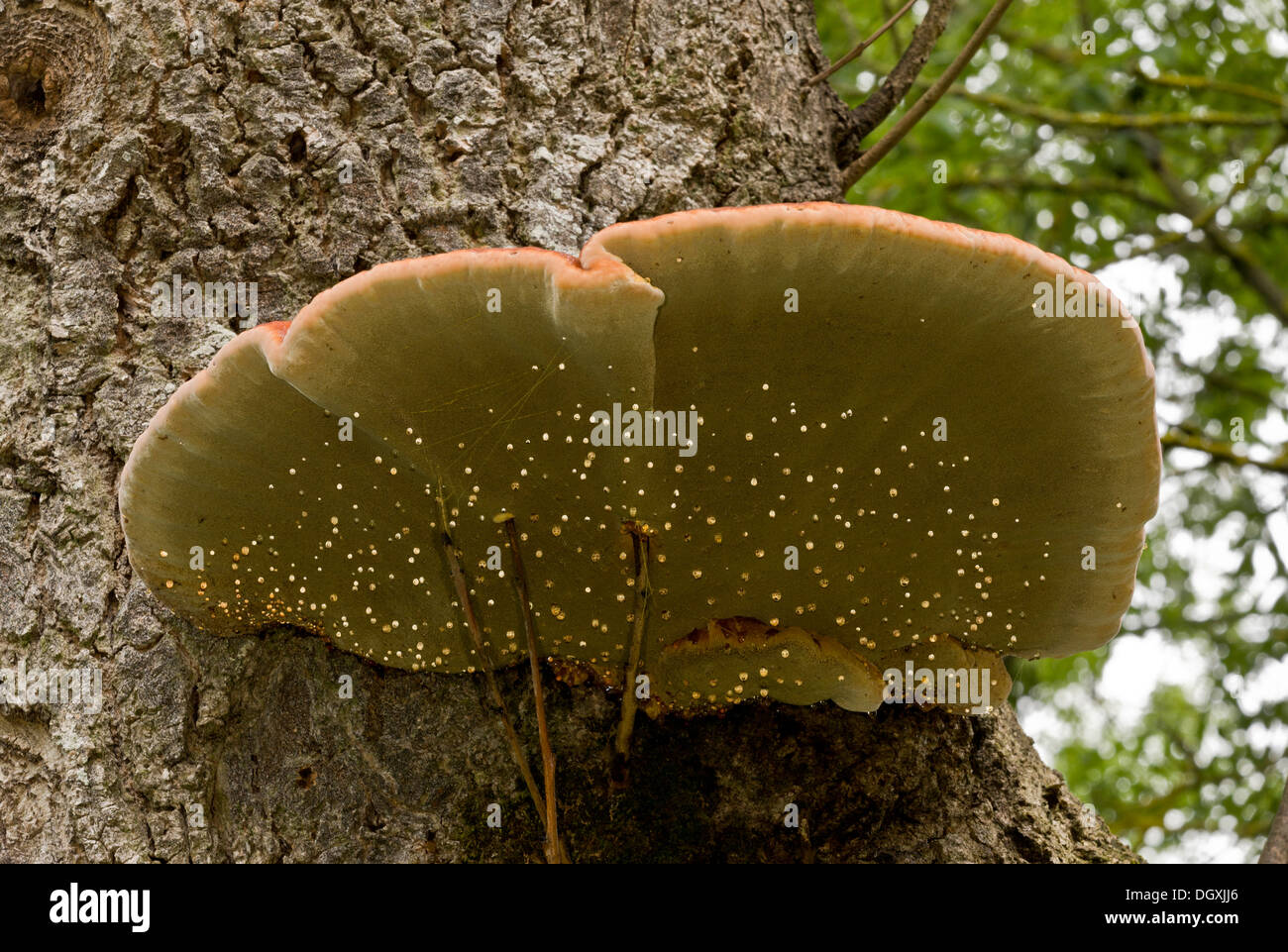 Southern Bracket, Ganoderma australe = Ganoderma adspersum - bracket ...