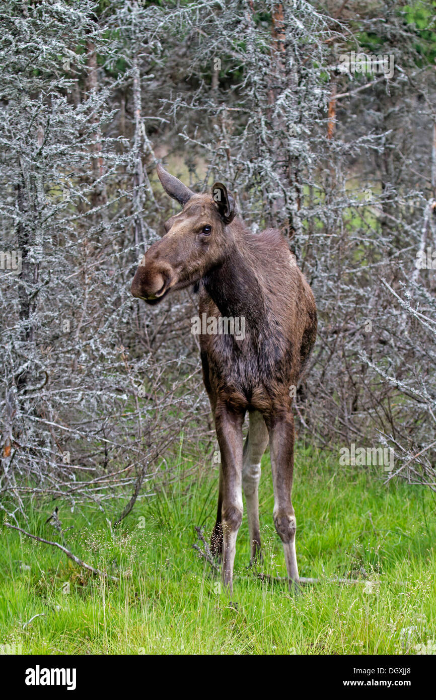 Eurasian moose, Sweden, Europe / Alces alces Stock Photo - Alamy
