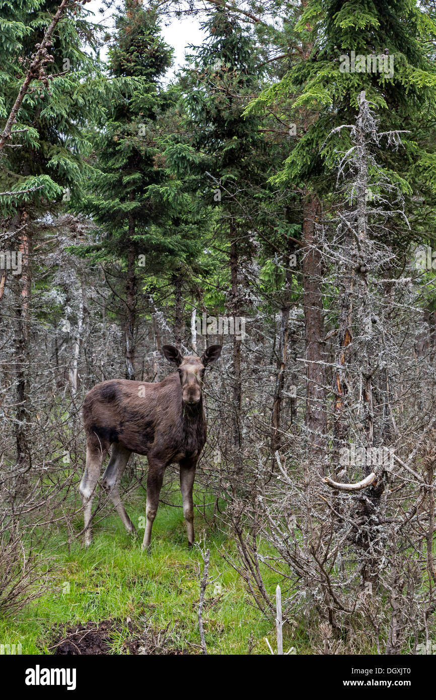 Eurasian moose, Sweden, Europe / Alces alces Stock Photo - Alamy