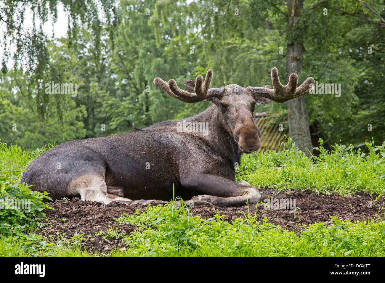 Portrait of an Eurasian moose, Sweden, Europe / Alces alces Stock Photo ...