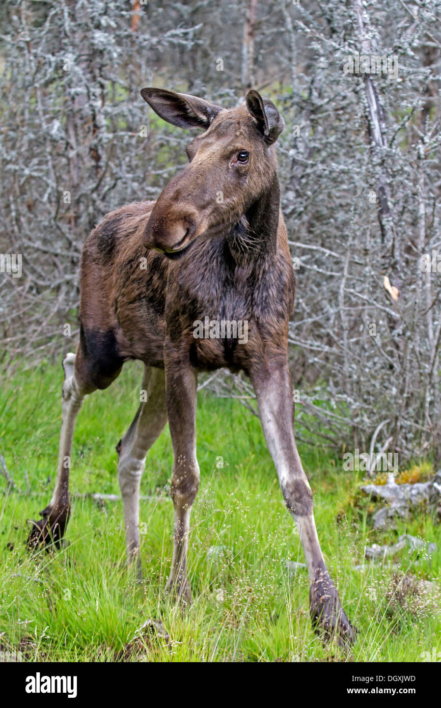 Moose front hi-res stock photography and images - Alamy