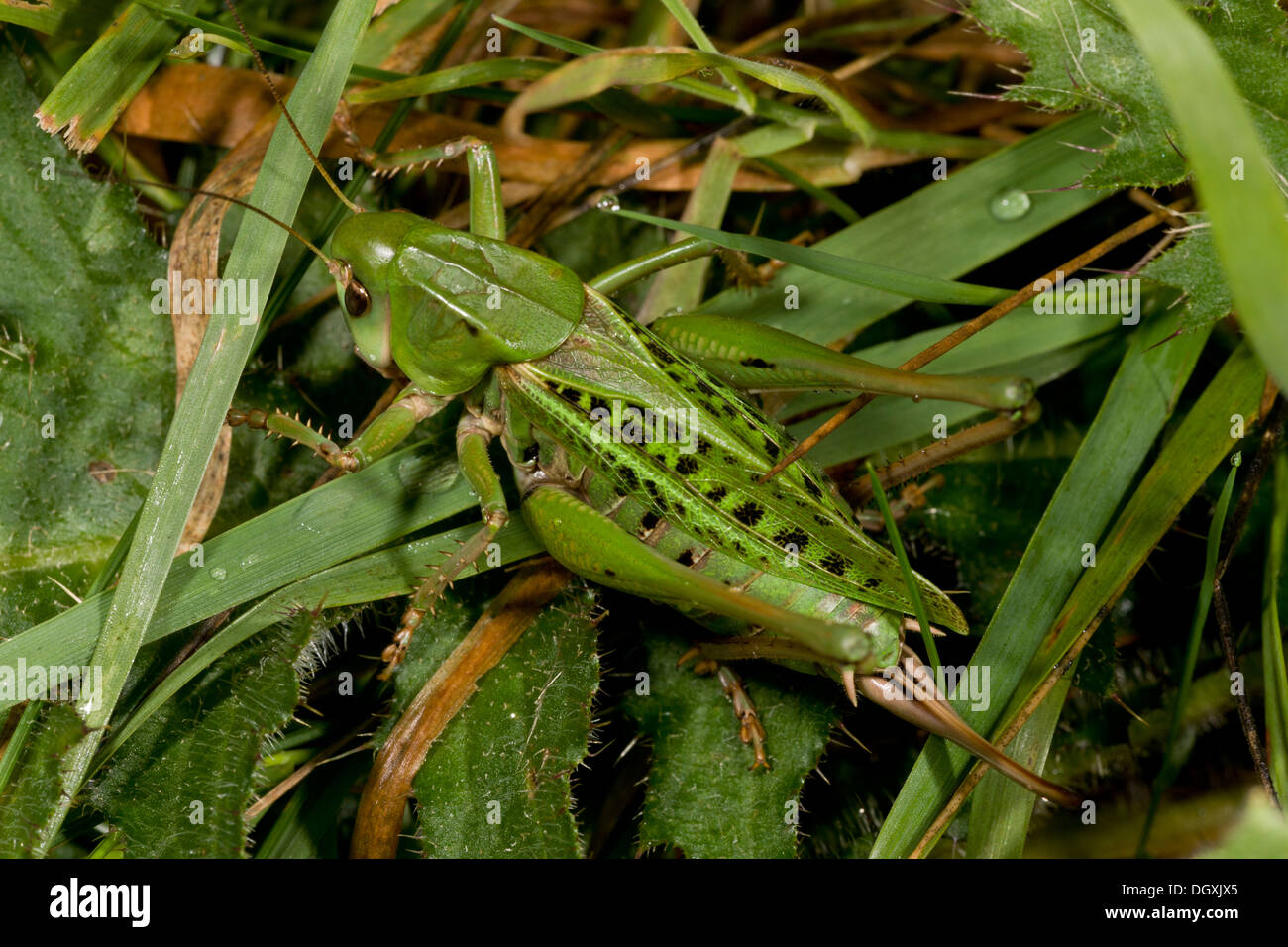 Female Wart-biter, Decticus verrucivorus, bush-cricket; once used to ...