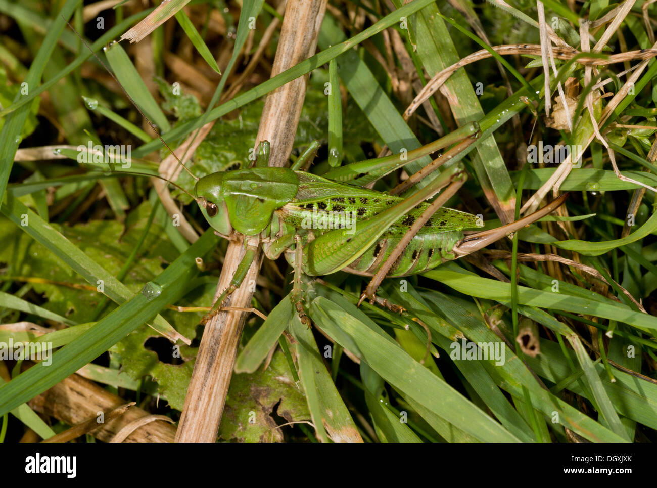 Wart biter cricket decticus verrucivorus hi-res stock photography and ...