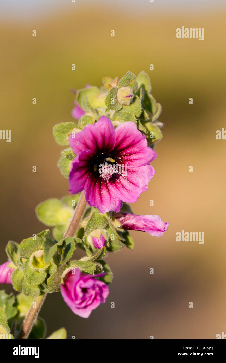 Tree Mallow; Lavatera arborea; Summer; UK Stock Photo - Alamy