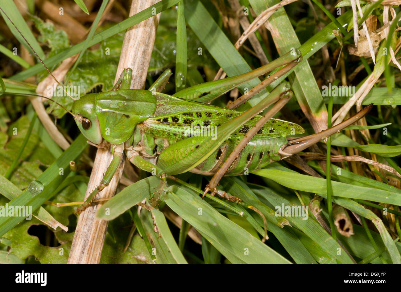 Wart Biter Bush Cricket High Resolution Stock Photography and Images ...