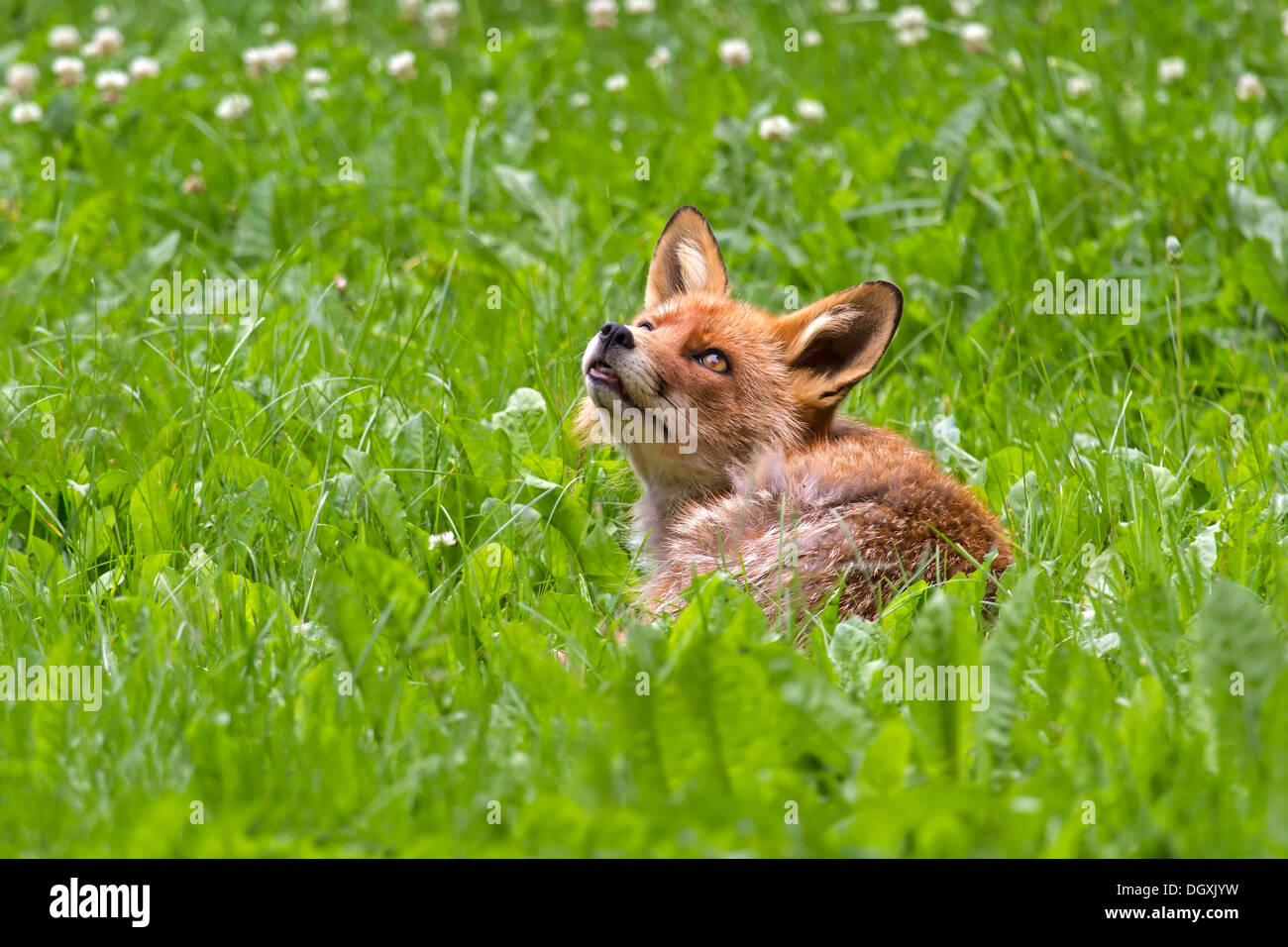 Red fox carnivore hi-res stock photography and images - Alamy