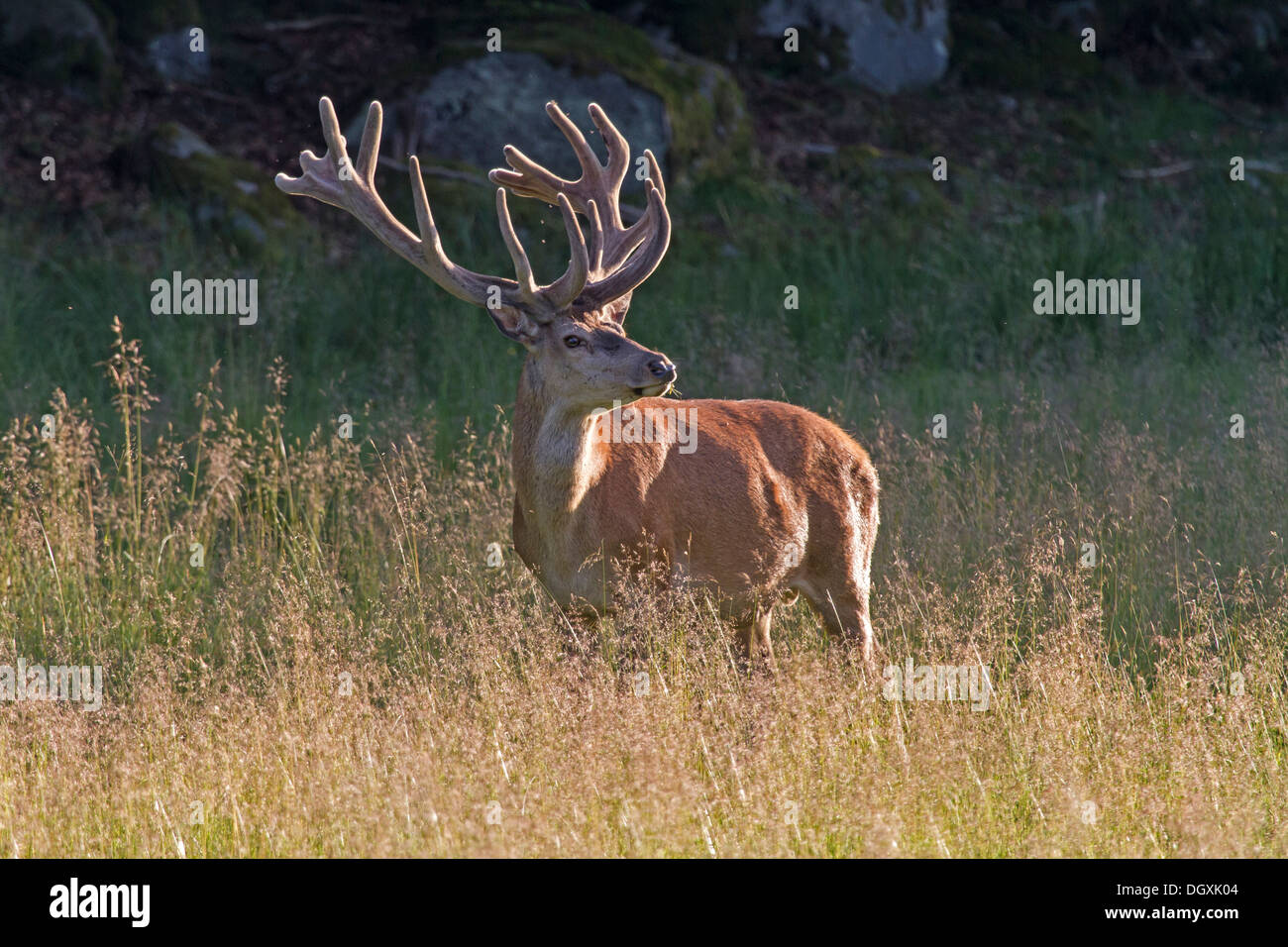 Red Deer (Cervus elaphus Stock Photo - Alamy