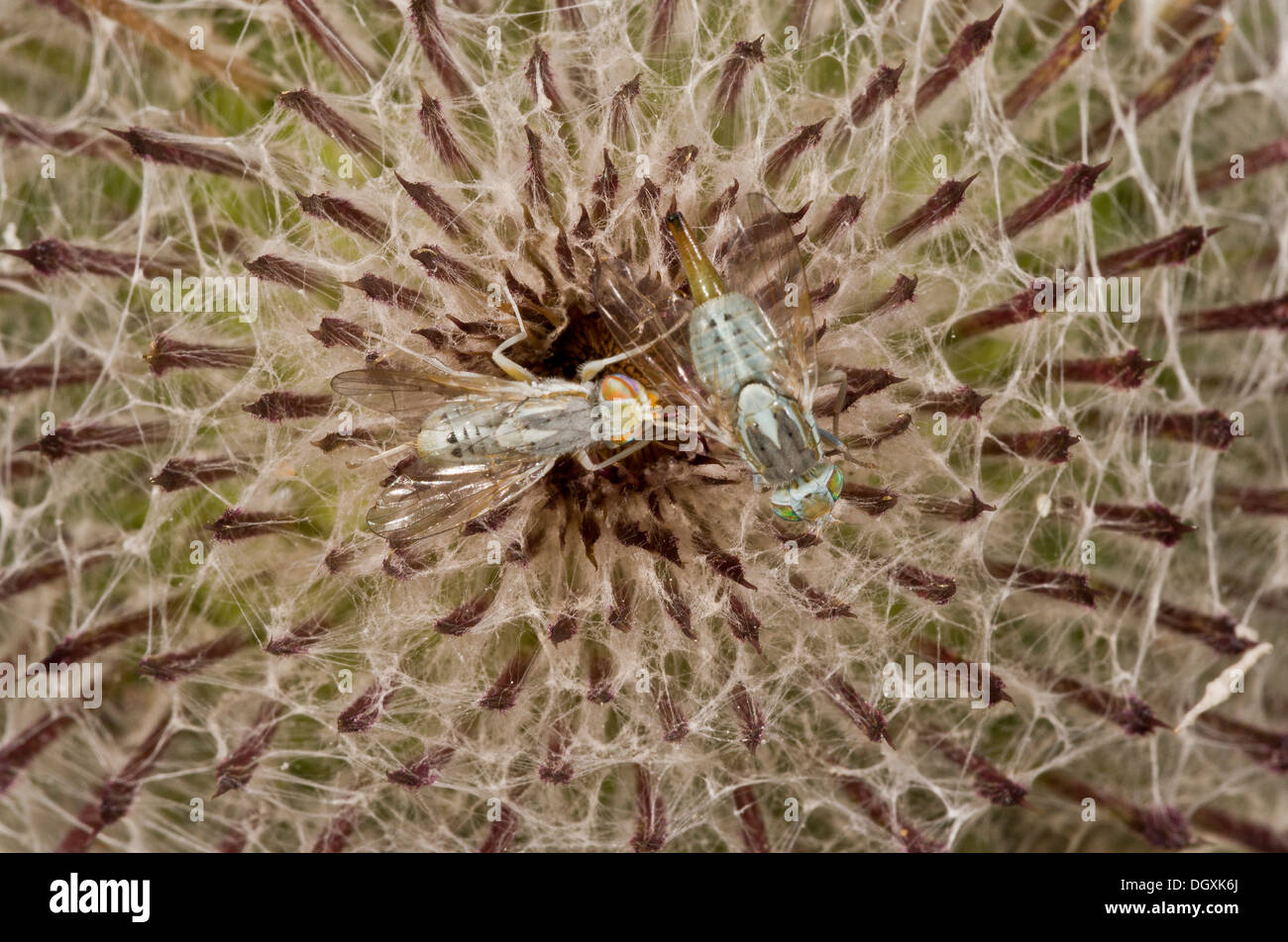 A gall fly or picture-winged fly, Terellia tussilaginis = Cerajocera ...