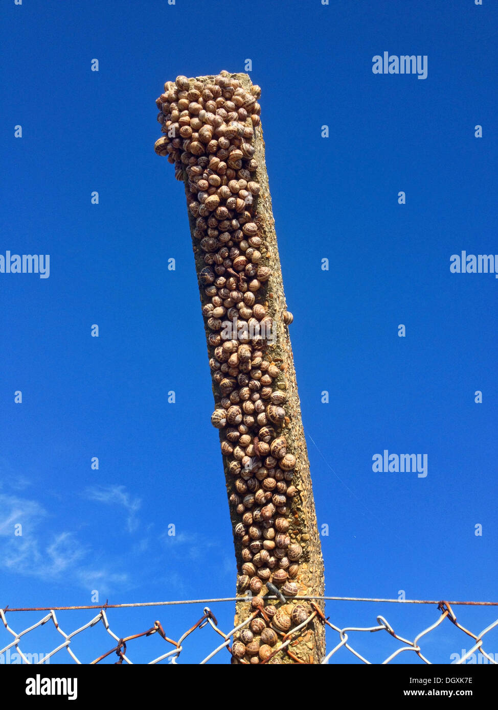 Snails cling to a fence post, Portland, England Stock Photo - Alamy
