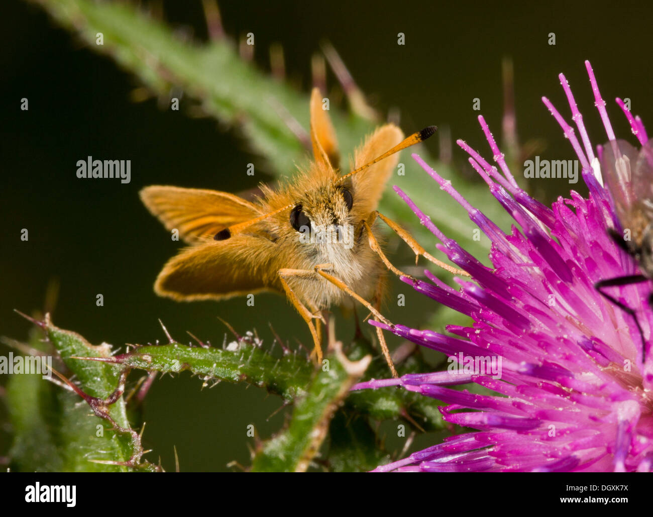 Antennae insect hi-res stock photography and images - Alamy