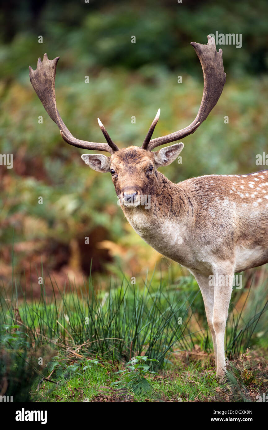 Fallow deer ruminant mammal hi-res stock photography and images - Alamy