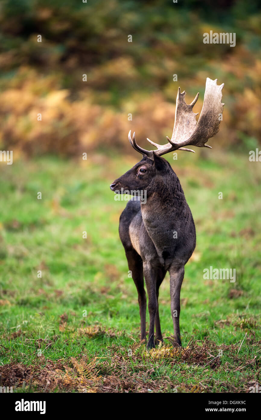 Fallow deer ruminant mammal hi-res stock photography and images - Alamy
