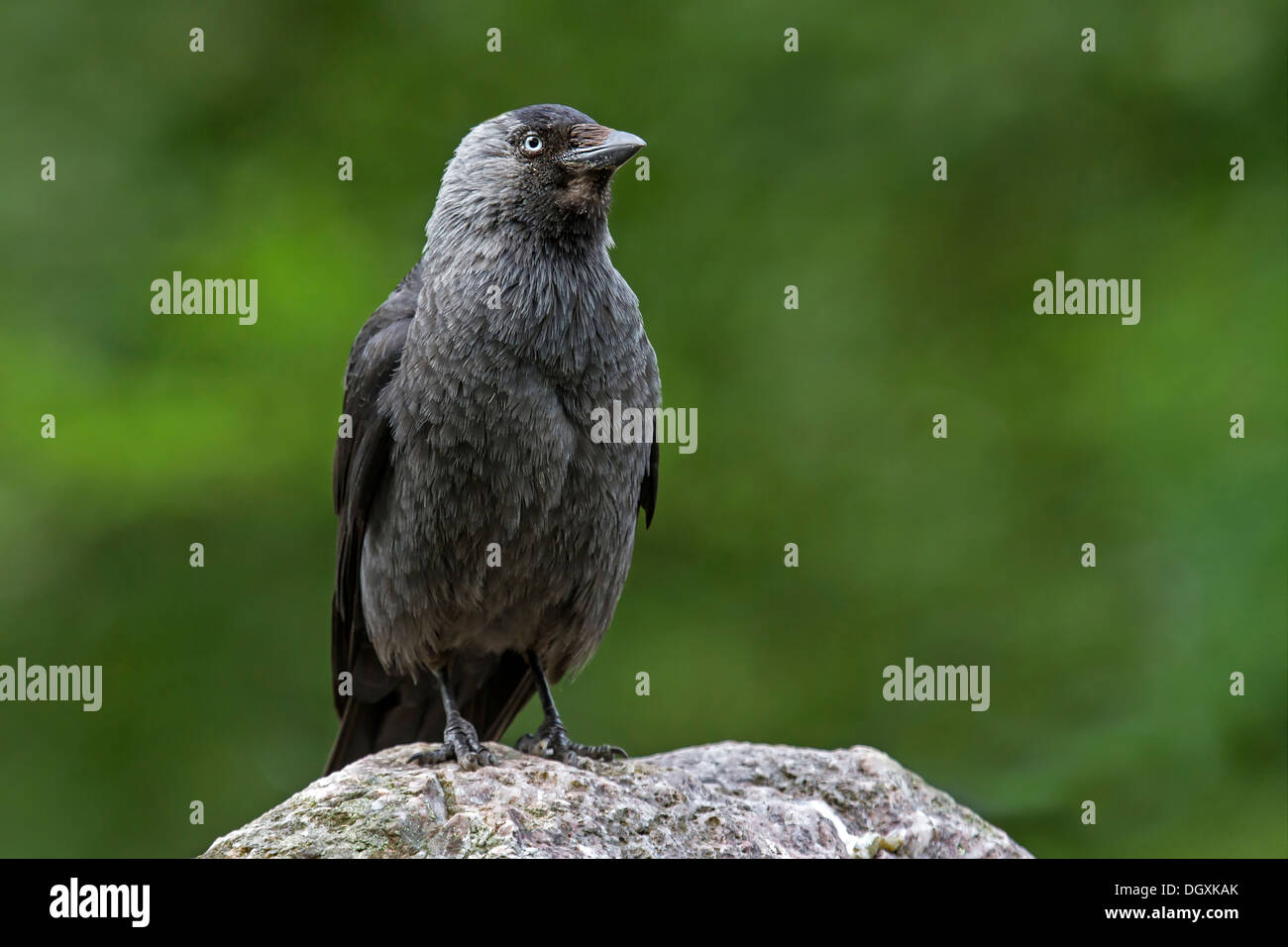 Cenicienta hi-res stock photography and images - Alamy