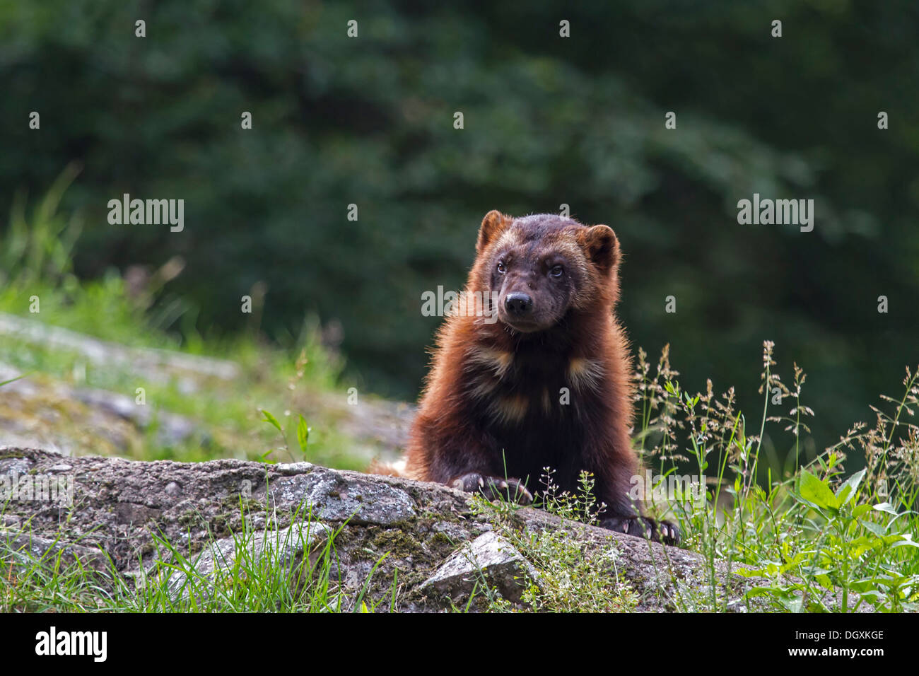 Wolverine glutton carcajou gulo gulo hi-res stock photography and ...