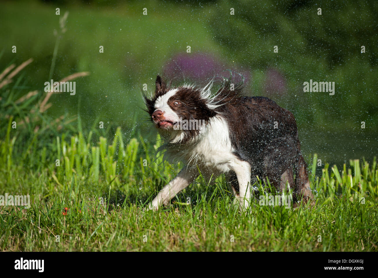 Wet dog shakes after swimming Stock Photo - Alamy