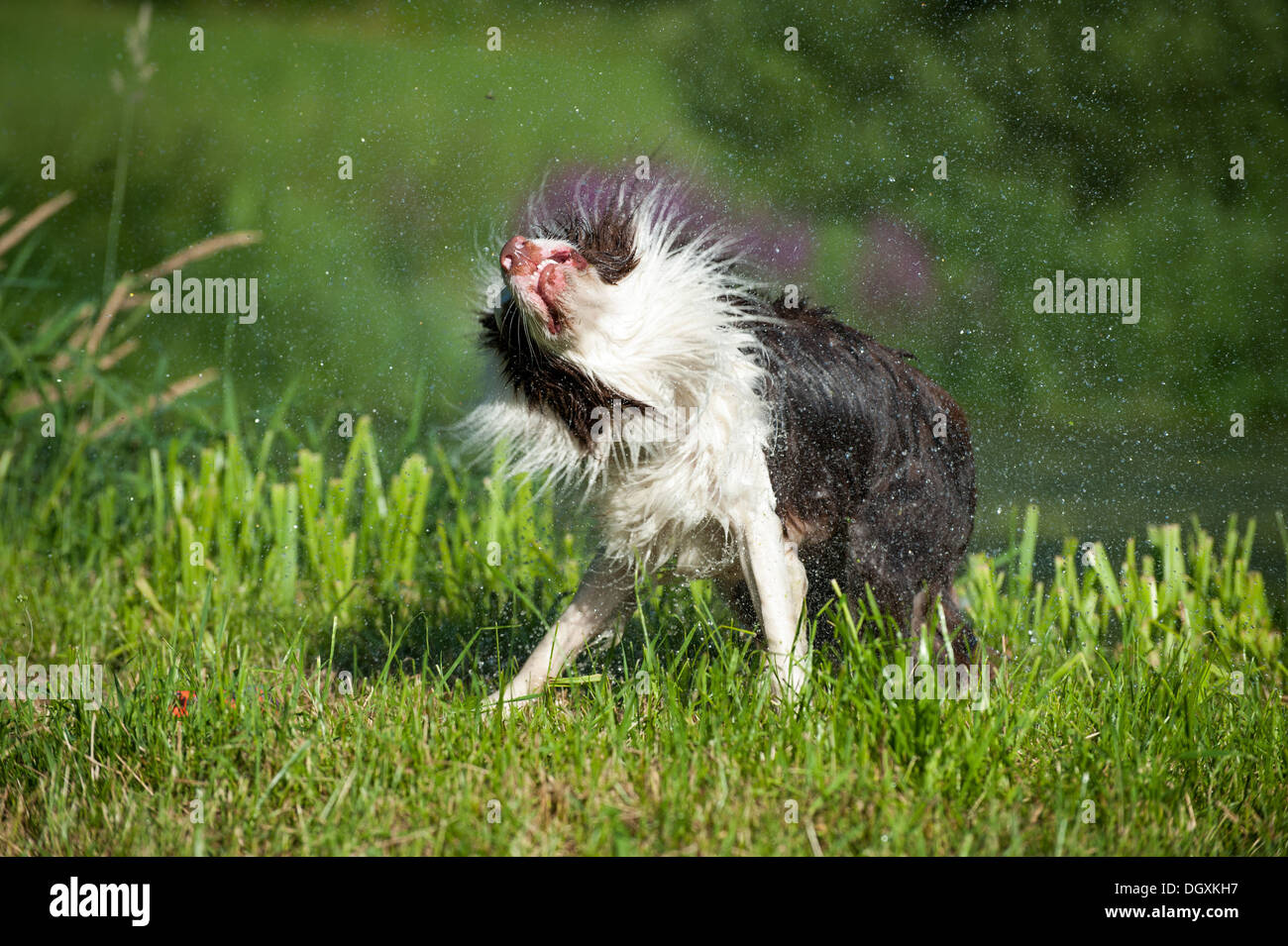 Wet dog shakes after swimming Stock Photo - Alamy