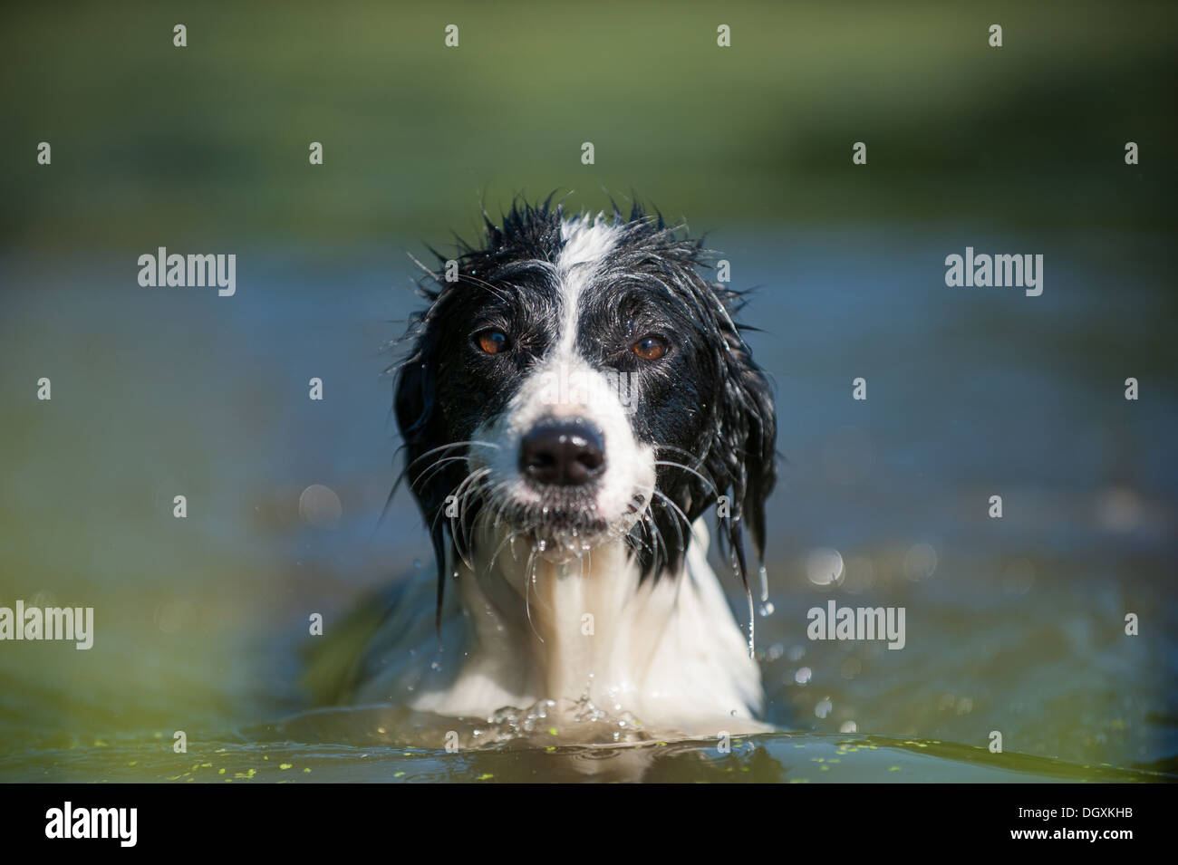 Border collie dog swimming in hi-res stock photography and images - Alamy