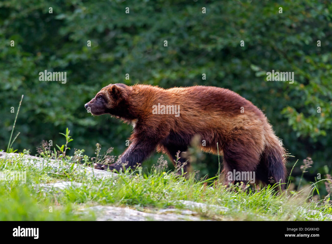 Wolverine glutton carcajou gulo gulo hi-res stock photography and ...