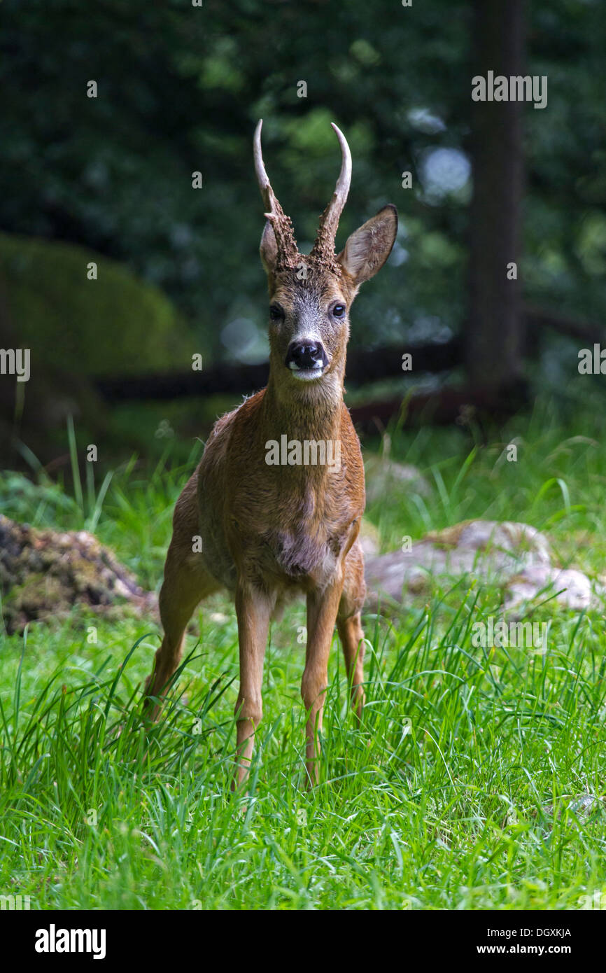 Roebuck (Capreolus capreolus Stock Photo - Alamy