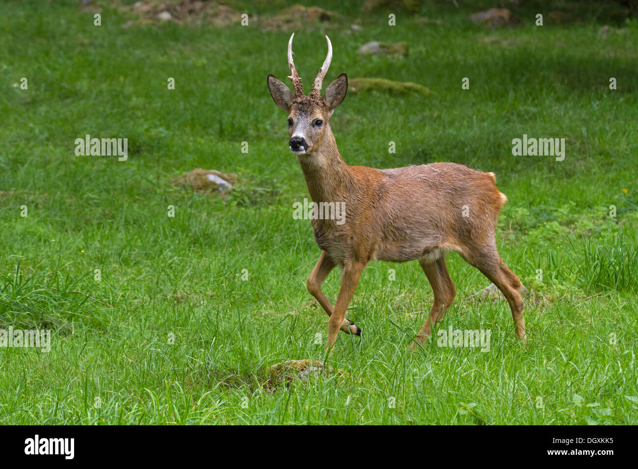 Rehboecke hi-res stock photography and images - Alamy