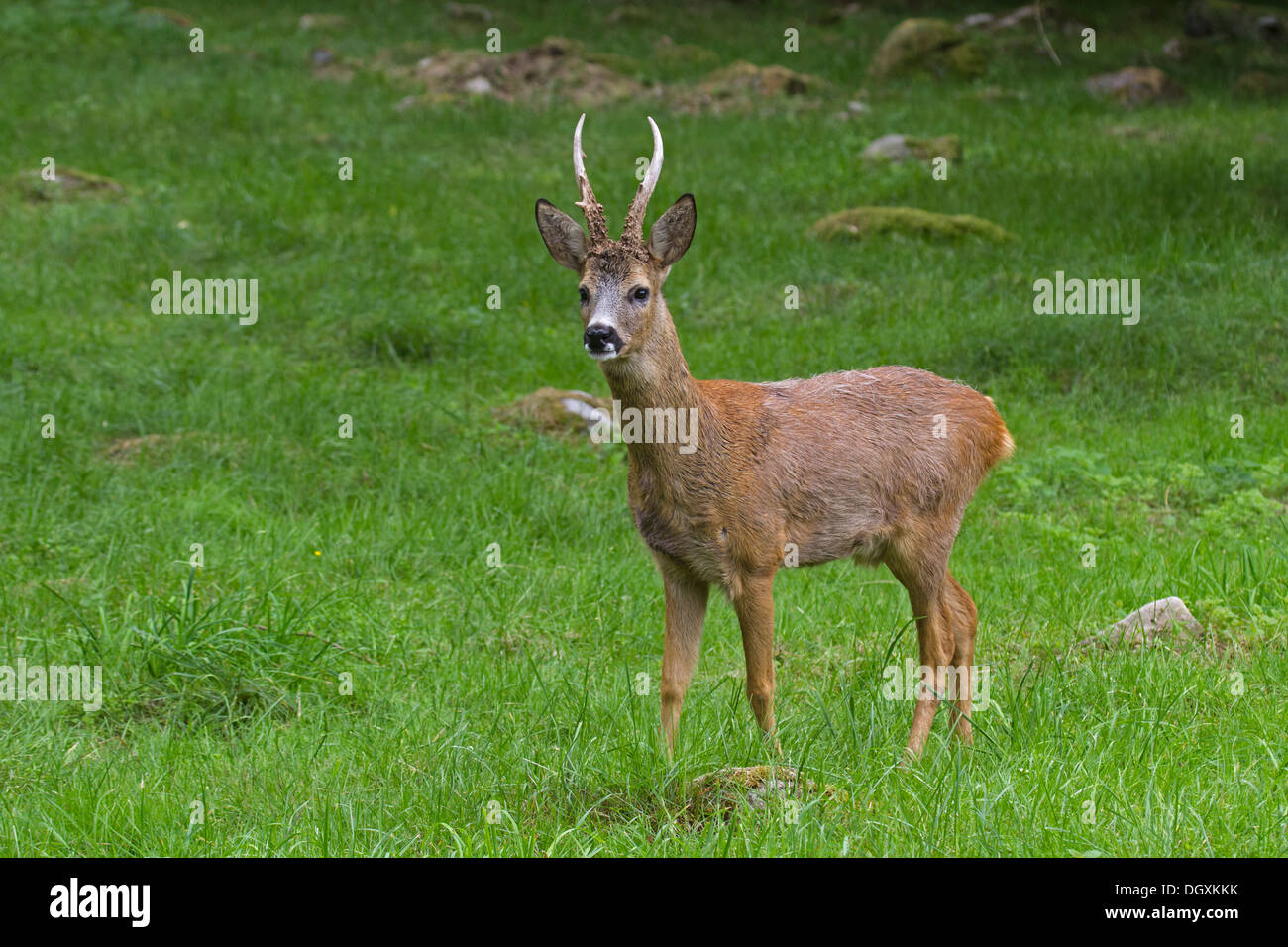 Rehboecke hi-res stock photography and images - Alamy
