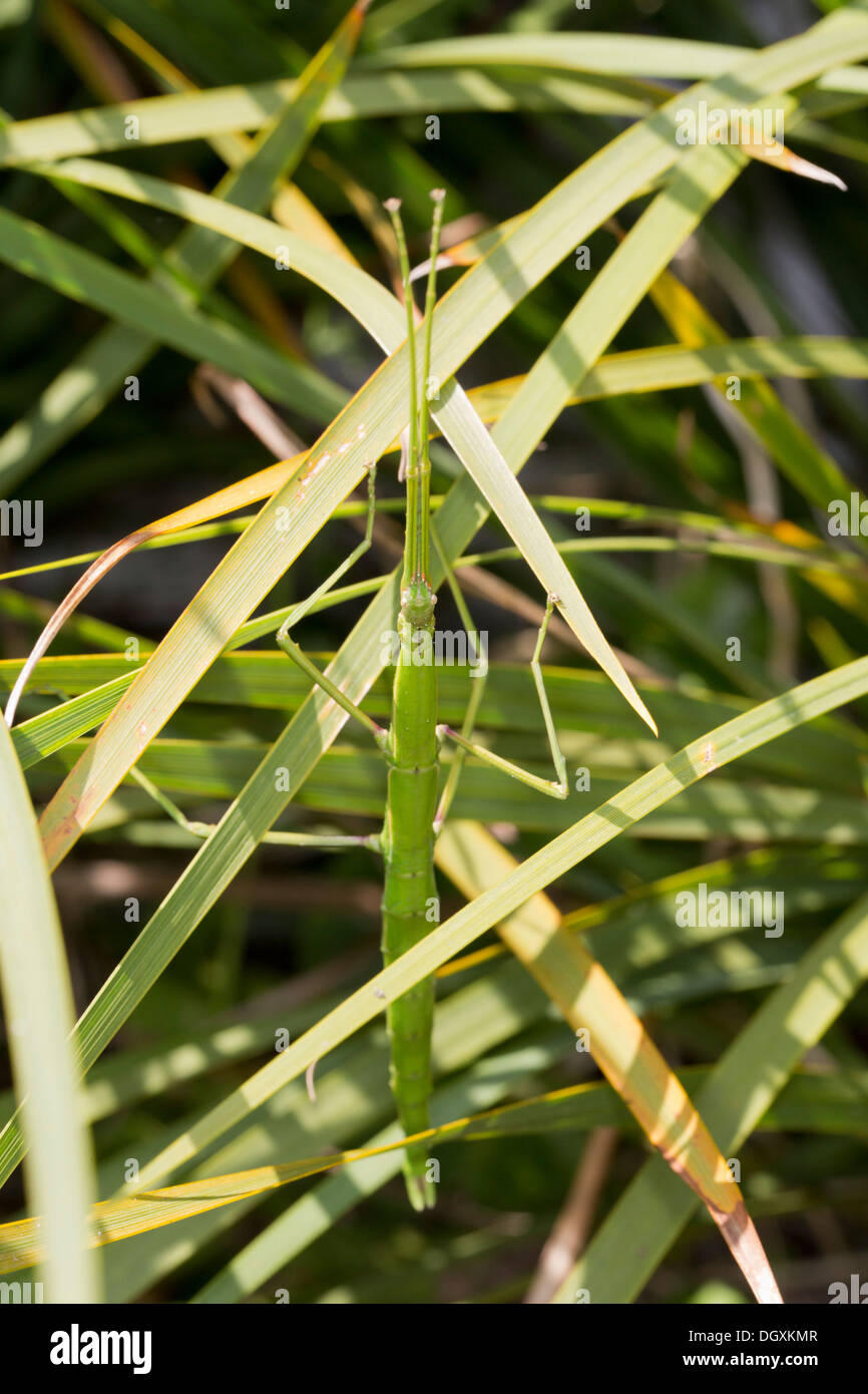 Unarmed Stick-insect; Acanthoxyla inermis; Summer; Cornwall; UK Stock ...