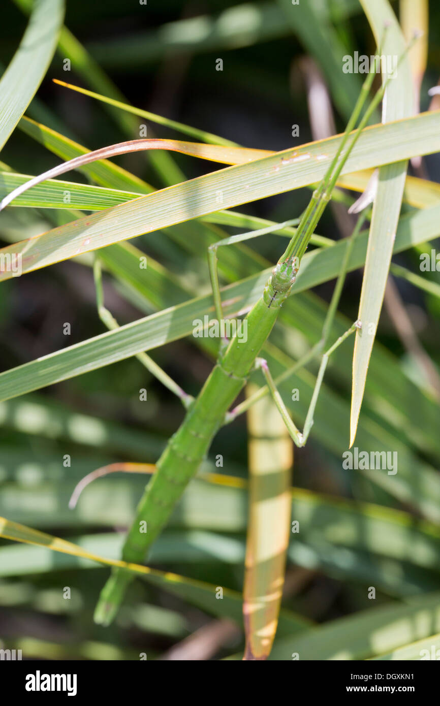 Unarmed Stick-insect; Acanthoxyla inermis; Summer; Cornwall; UK Stock ...