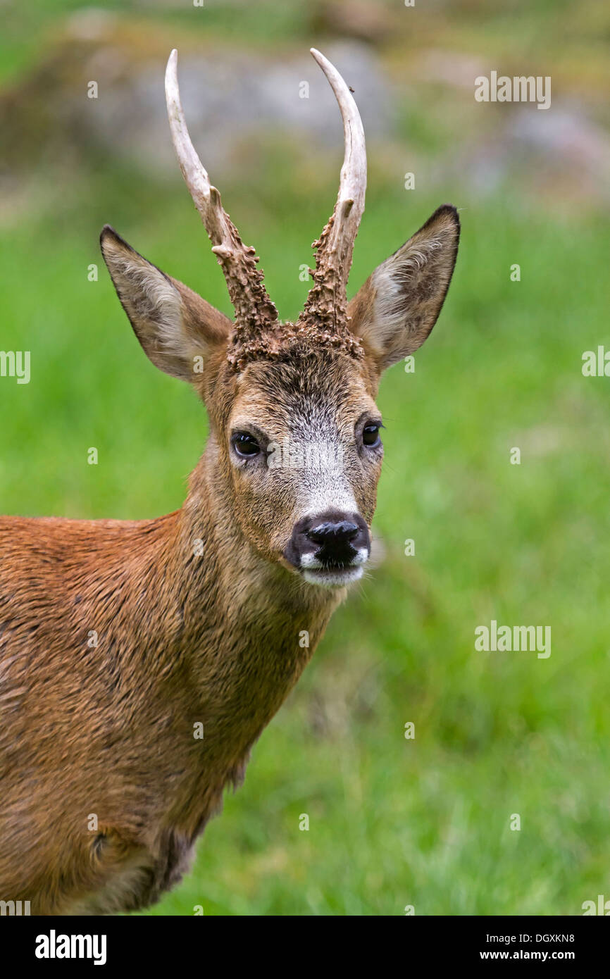 Roebuck hi-res stock photography and images - Alamy