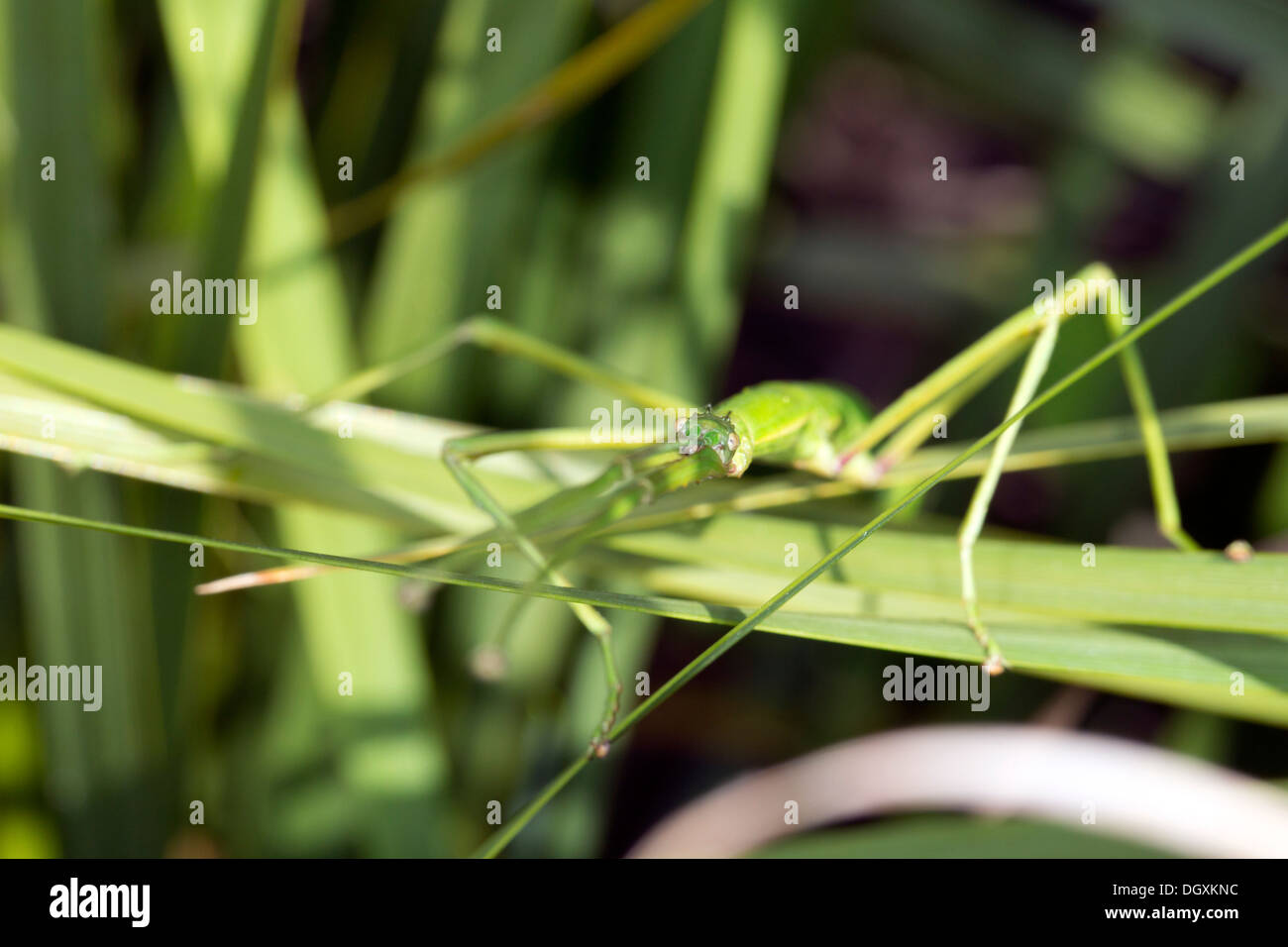 Stick insect hi-res stock photography and images - Alamy
