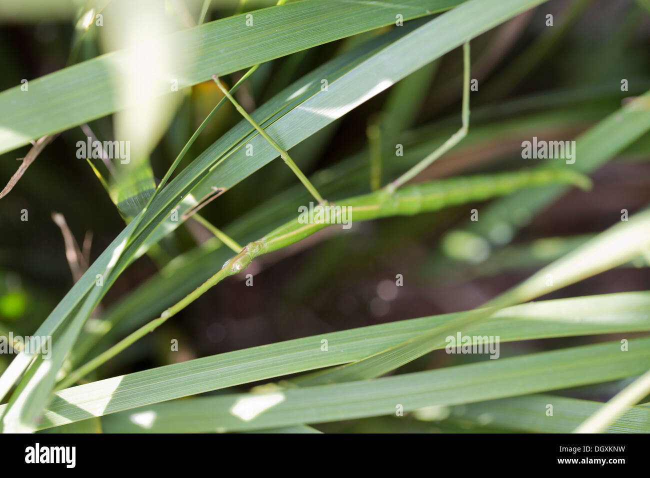 Acanthoxyla inermis hi-res stock photography and images - Alamy