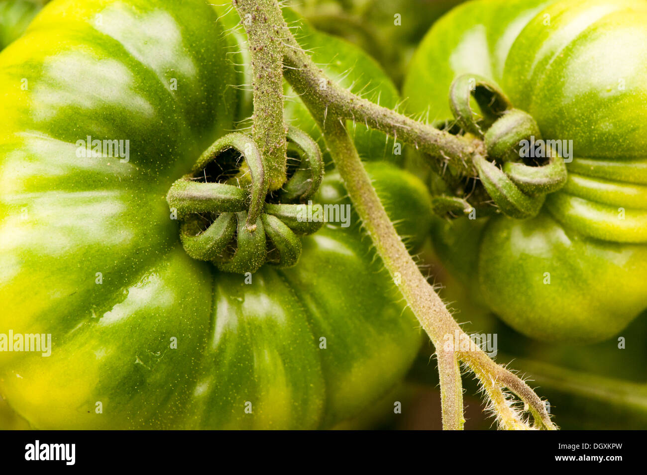 unripe green tomatoes Stock Photo - Alamy