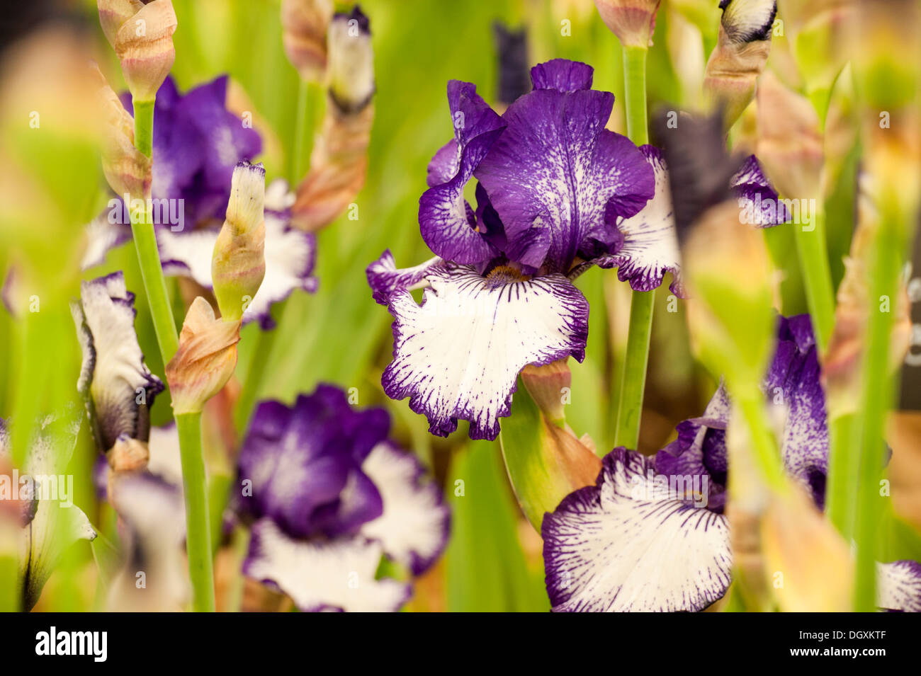 Colourful irises hi-res stock photography and images - Alamy