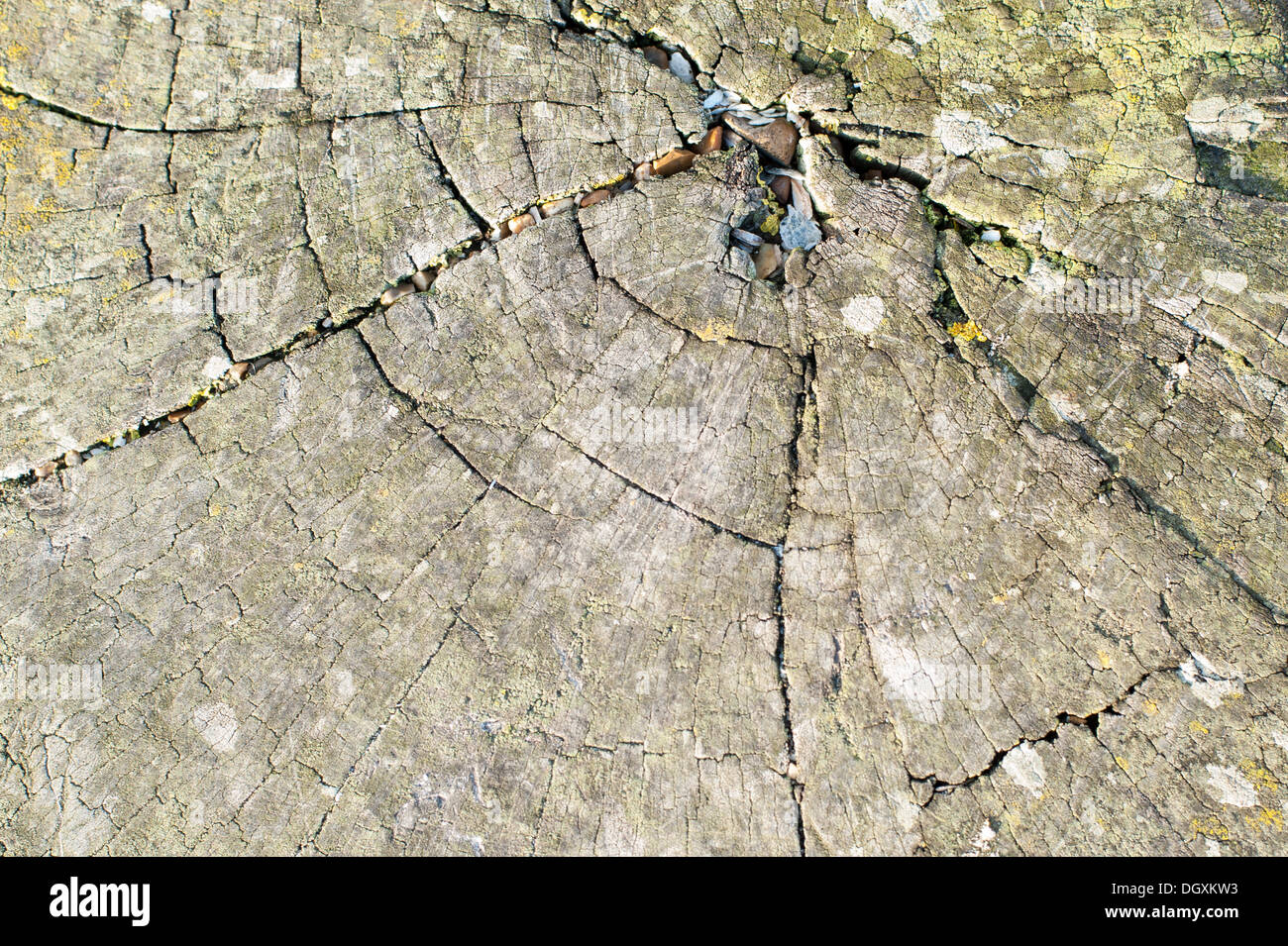 Tree trunk showing the texture of the wood, with sea shells in the ...